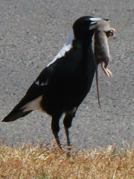 Rodents from Port Fairy VIC 3284, Australia on February 16, 2024 at 01: ...