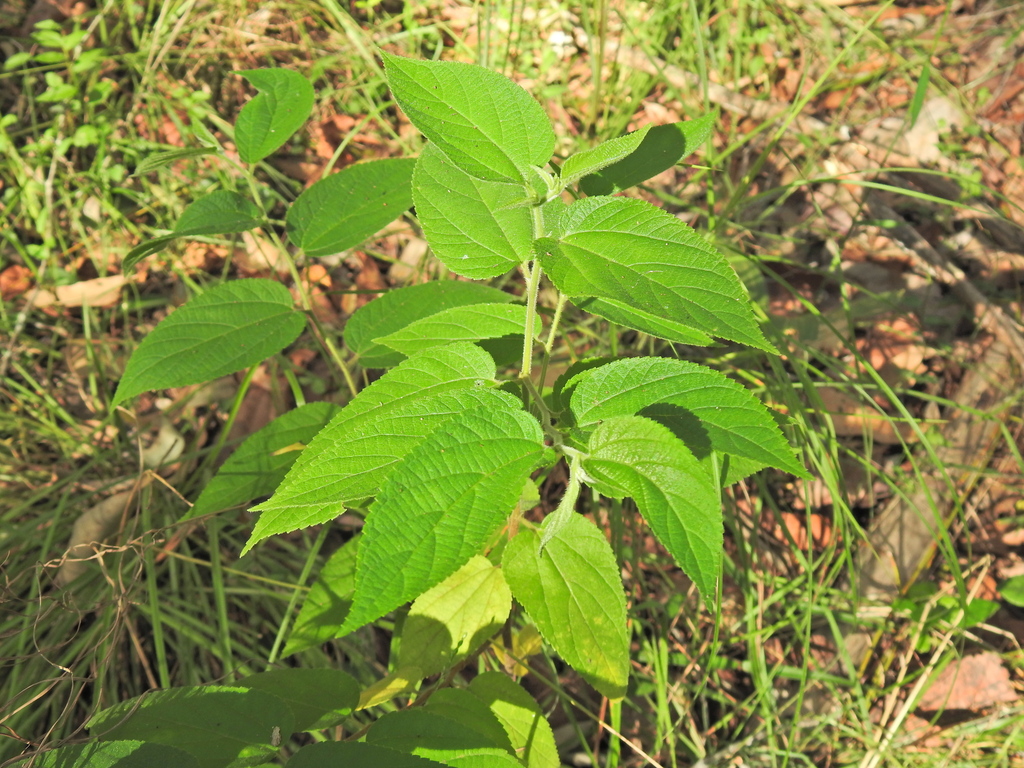 Nettle Tree from Talegalla Weir QLD 4650, Australia on April 14, 2024 ...