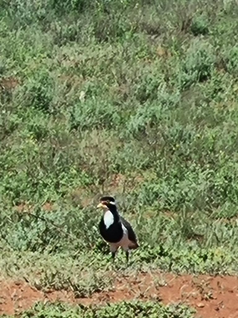 Banded Lapwing from Wanarn WA 0872, Australia on April 14, 2024 at 11: ...