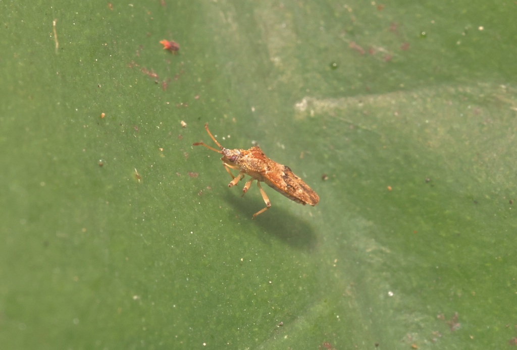 Lace Bugs from Lantau Island, Hong Kong on April 12, 2024 at 08:09 PM ...