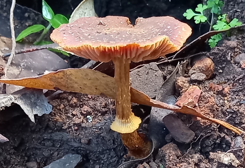 Descolea recedens from Copeland NSW 2422, Australia on April 14, 2024 ...