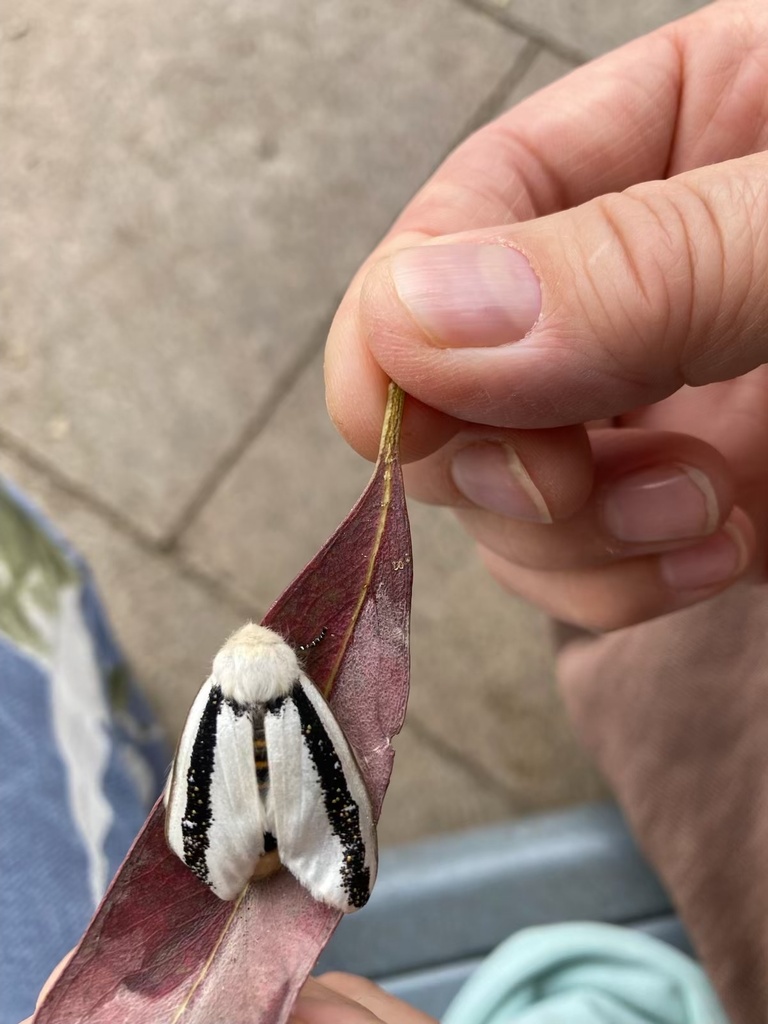 Boisduval's Autumn Moth from Rosebud Plaza Skate Park, Rosebud, VIC, AU ...