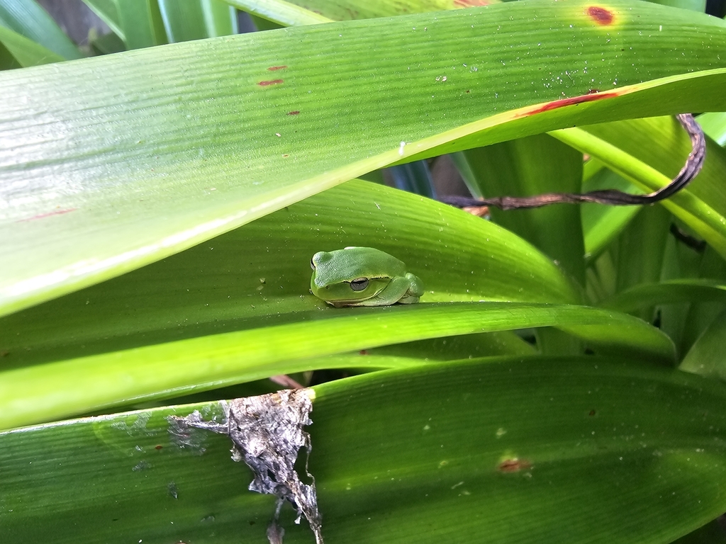 Leaf-green Stream Frog from Lisarow NSW 2250, Australia on April 3 ...