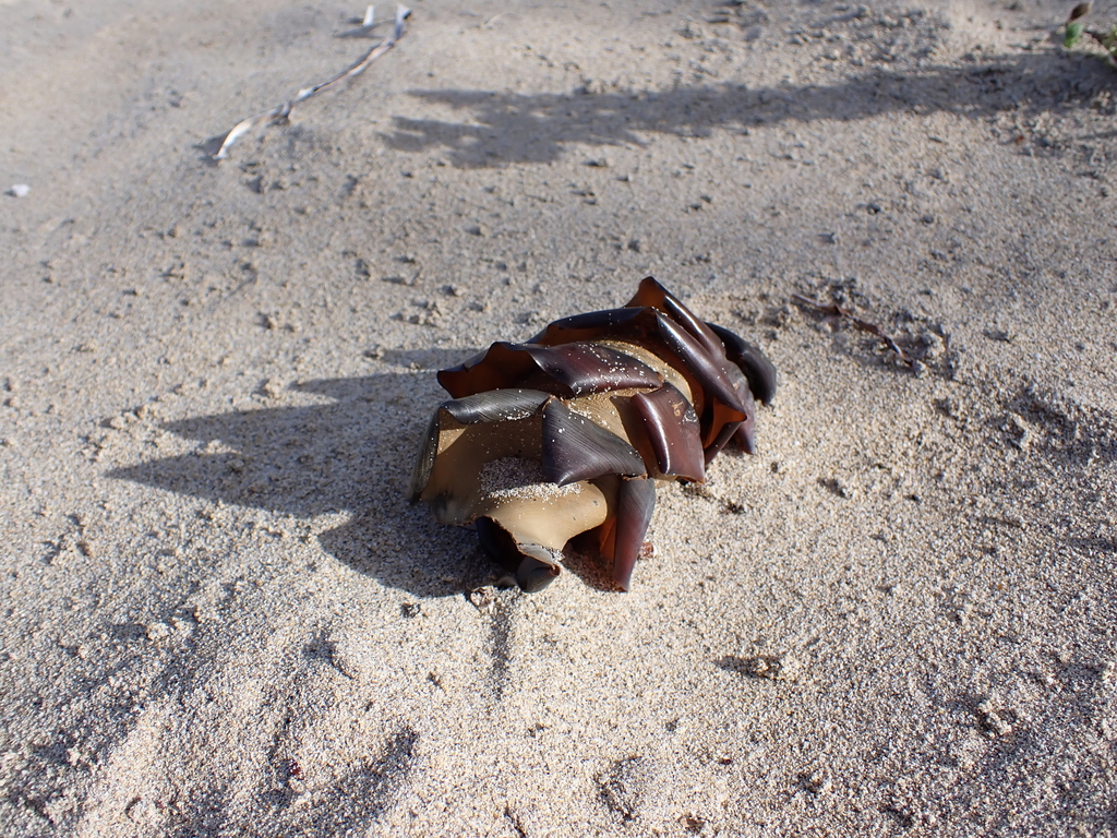 Port Jackson Shark in April 2024 by distinguished_orca · iNaturalist
