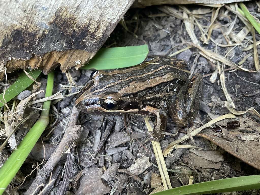 Striped Marsh Frog from Jupiter St, Maryborough, QLD, AU on April 14 ...