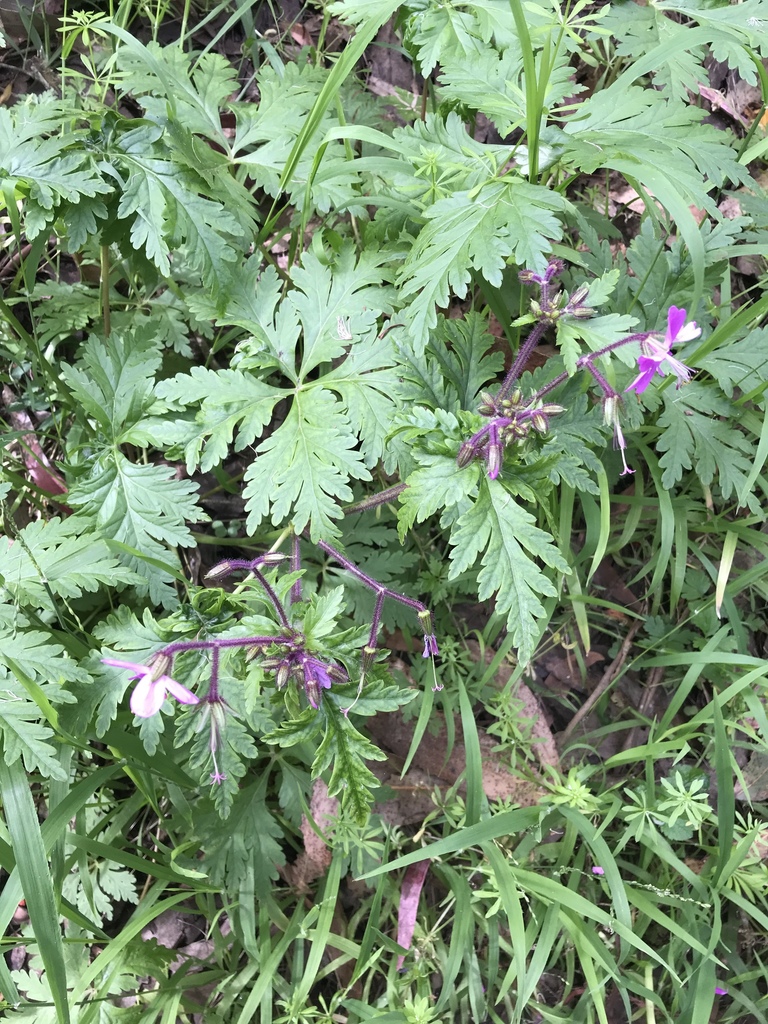 Ruberta from Mount Sutro Forest, San Francisco, CA, US on April 28 ...
