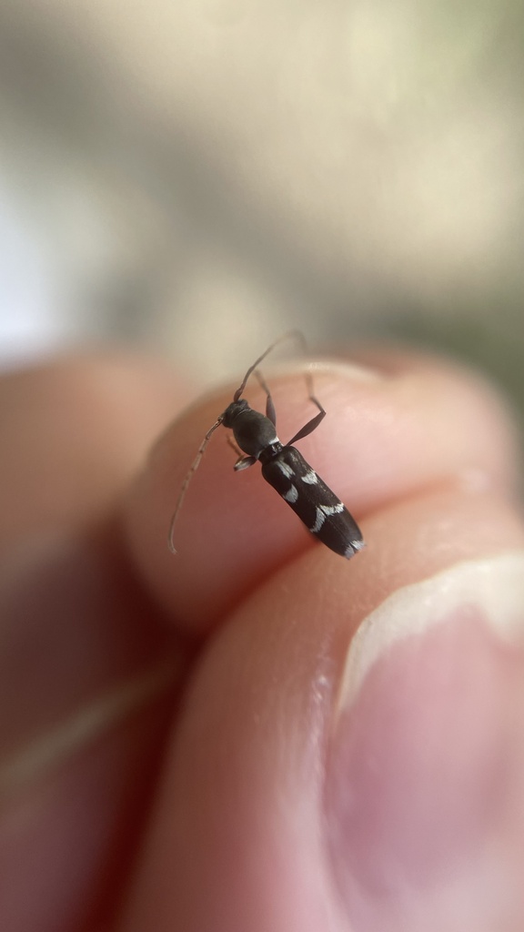 Rhaphuma diminuta in April 2024 by tofuinsect · iNaturalist