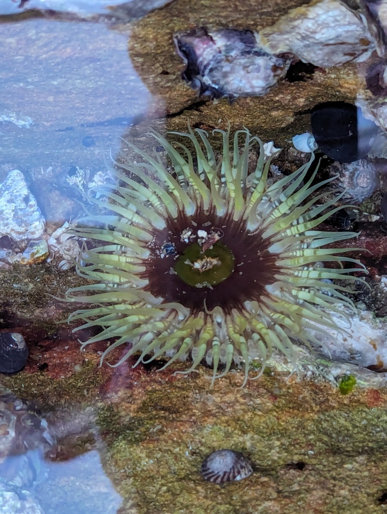 Speckled rock anemone from Sydney NSW, Australia on April 14, 2024 at ...