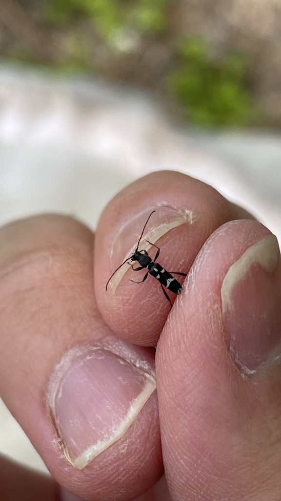 Rhaphuma diminuta in April 2024 by tofuinsect · iNaturalist