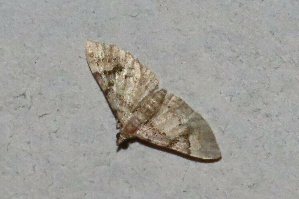 Pug Moths & Allies from Coomba Park NSW 2428, Australia on April 14 ...