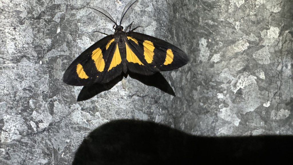 Ctimene basistriga from Nuku, PG-SA, PG on April 10, 2024 at 10:50 PM ...