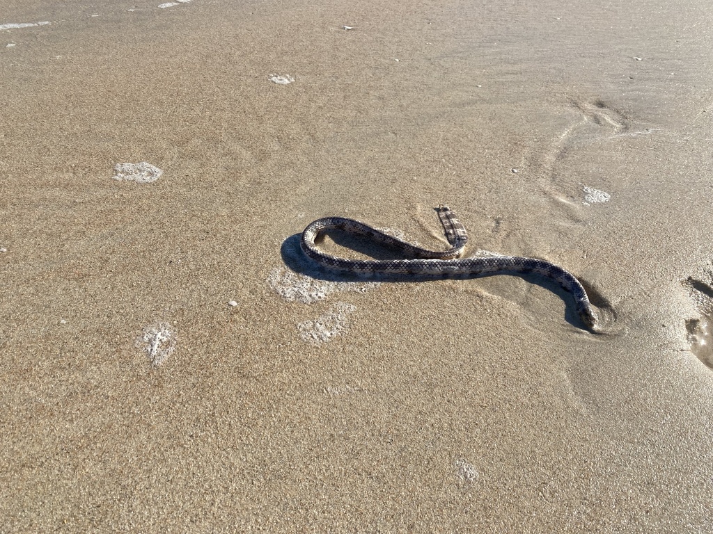 Australian Elapids (inc. Sea Snakes) on April 14, 2024 at 03:44 PM by ...