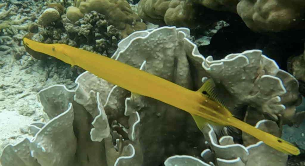 Pacific Trumpetfish from Konawe Selatan, ID-SG, ID on April 11, 2024 at ...