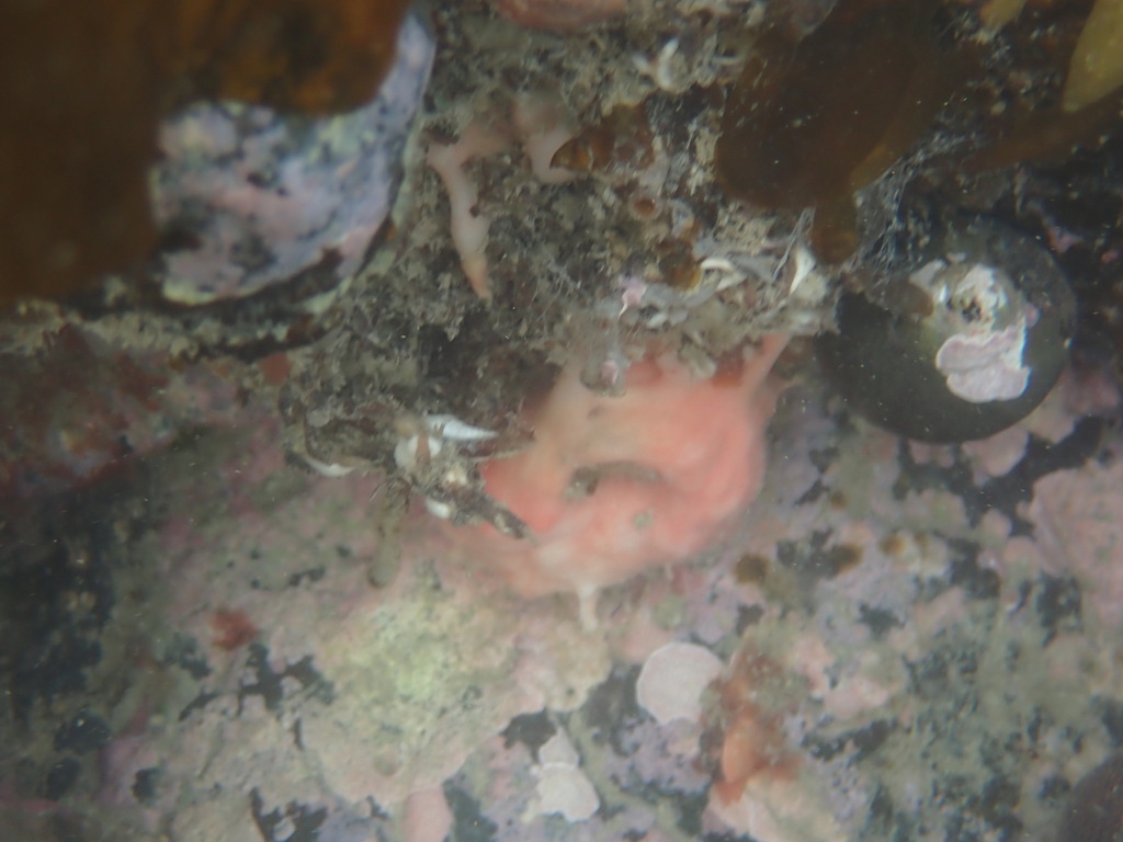Pink Golf Ball Sponge from Wainui 7582, New Zealand on April 14, 2024 ...
