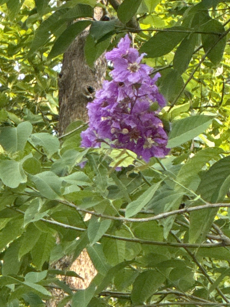 Giant Crepe-myrtle from Kothamangalam, Ernakulam, KL, IN on April 14 ...