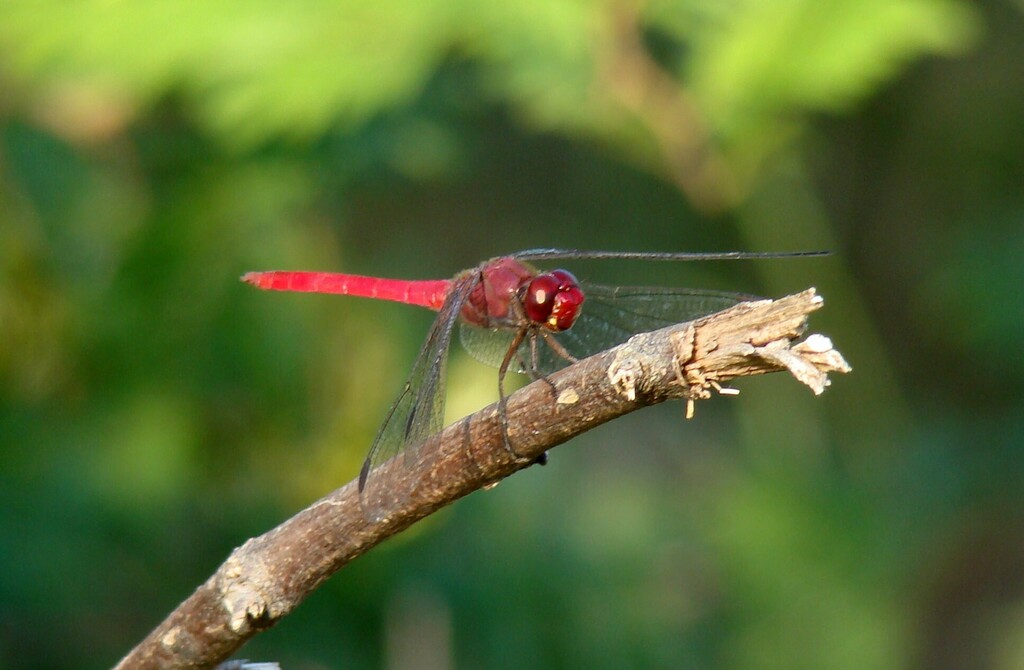 Tropical King Skimmers from Minas de Matahambre, Cuba on November 9 ...