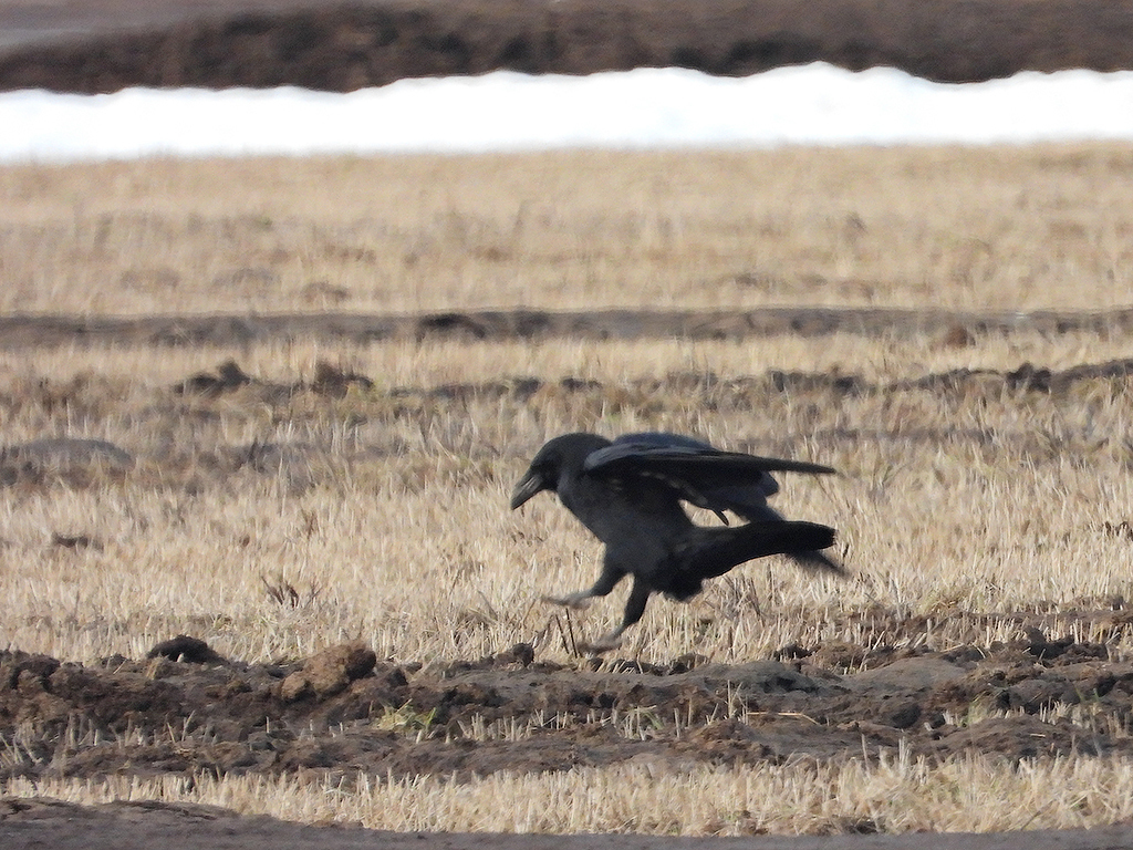 Common Raven from Сергиево-Посадский р-н, Московская обл., Россия on ...