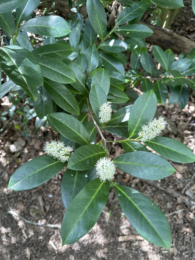 Cherry laurel from Sandown Road, Benfleet, England, GB on April 14 ...
