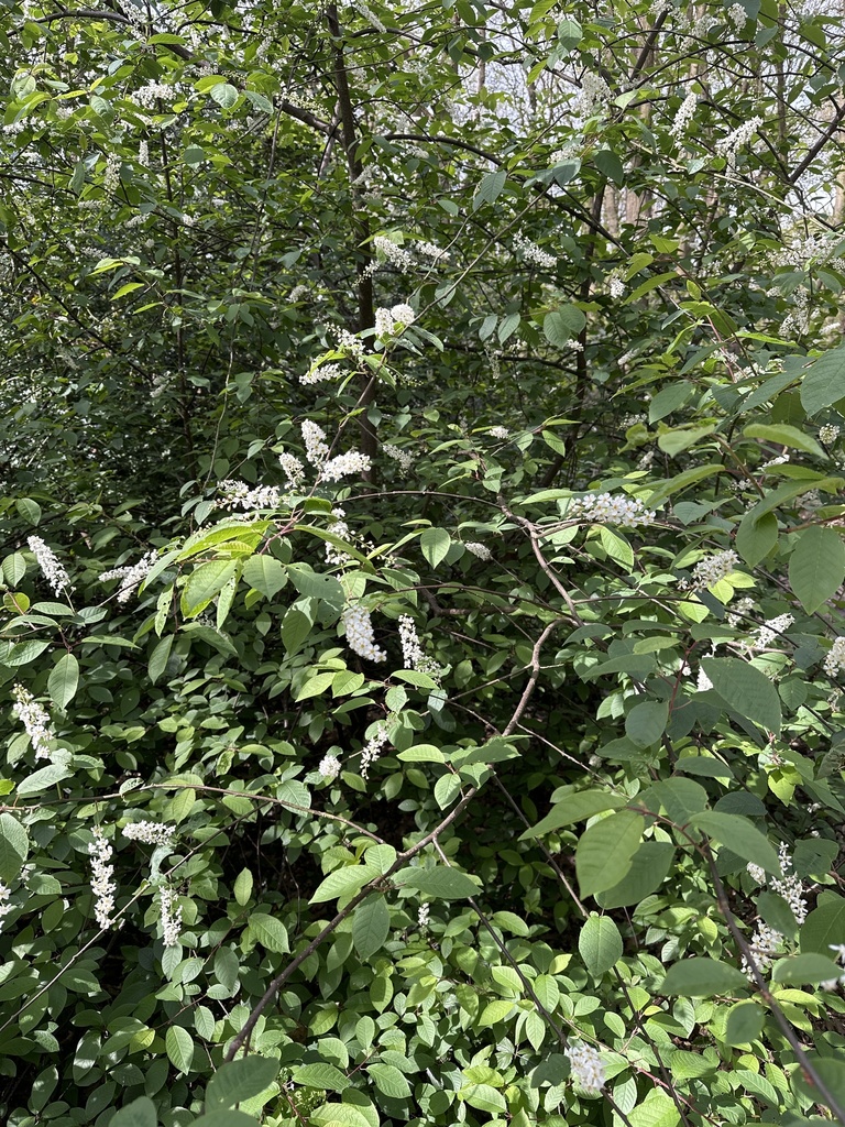 bird cherry from Cheltenham Dr, Benfleet, England, GB on April 14, 2024 ...