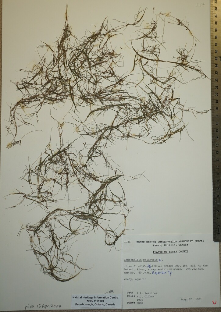 Horned Pondweed from Canada, Ontario, ESSEX County, 0.5km S of Canard ...