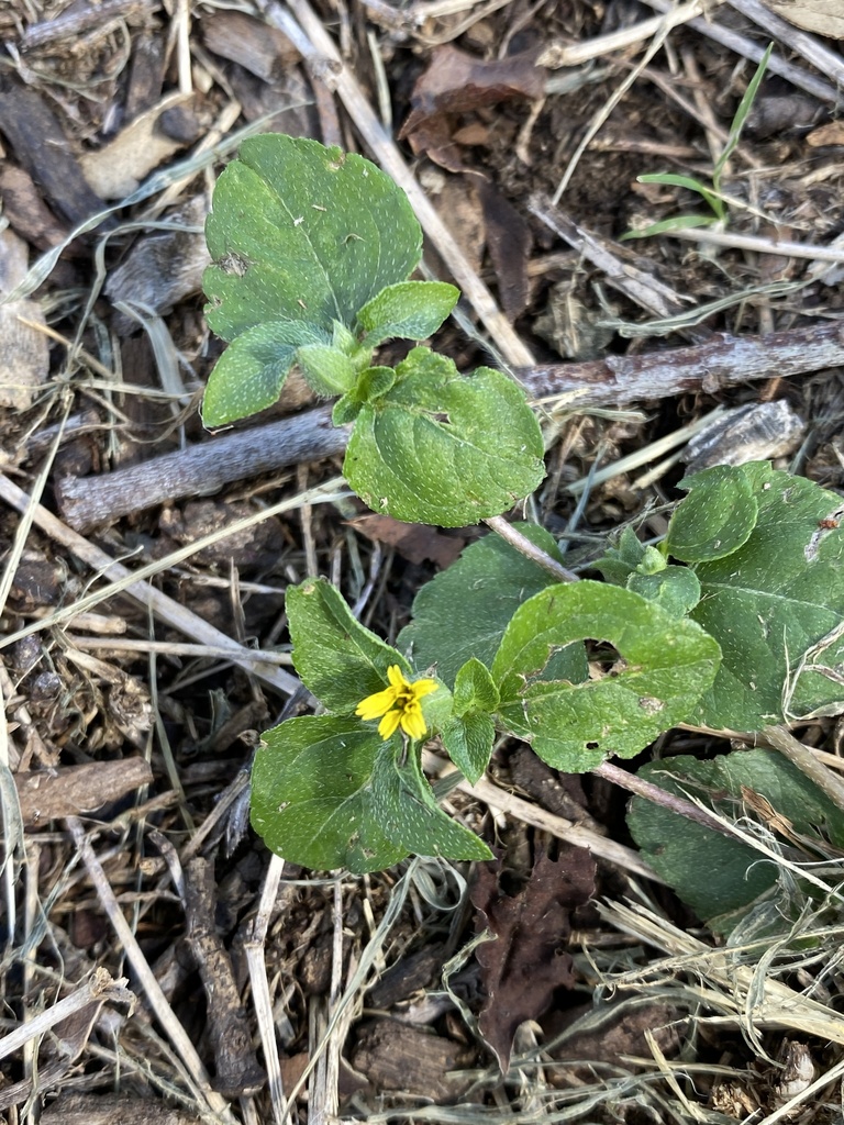 straggler daisy from Bath St, Warrill View, QLD, AU on April 13, 2024 ...