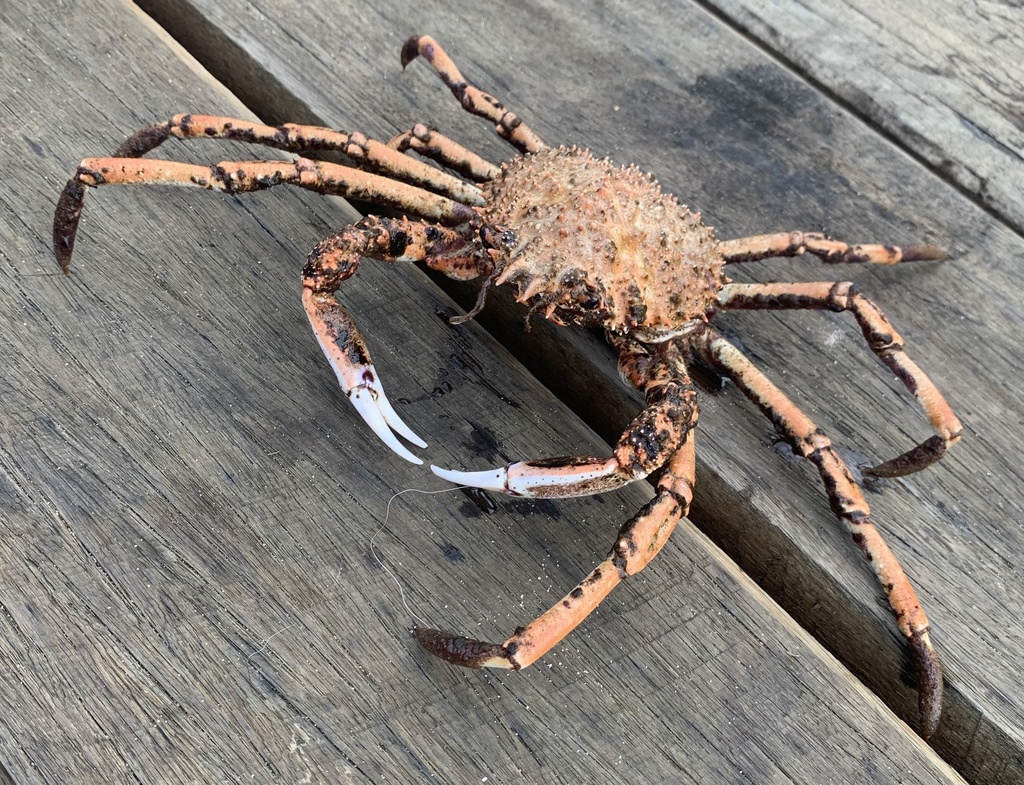 Great spider crab from Capel Sound, Rye, VIC, AU on April 14, 2024 at ...