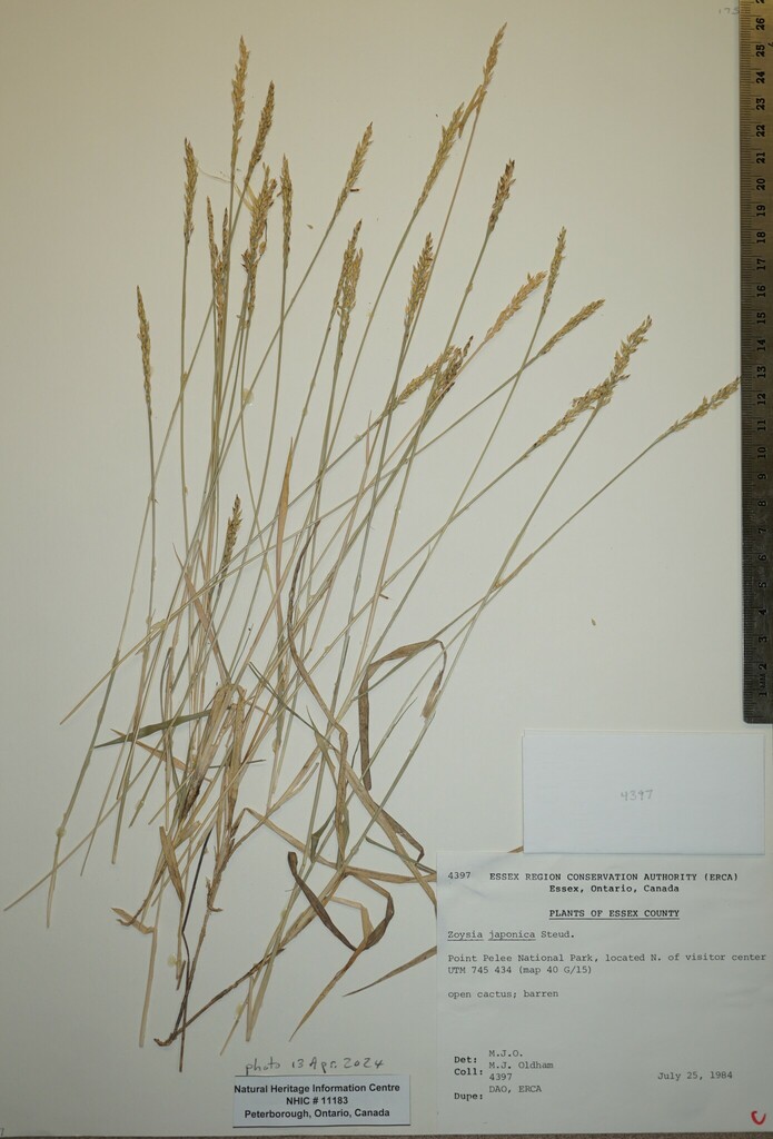 Korean grass from Canada, Ontario, ESSEX County, Point Pelee NP, north ...