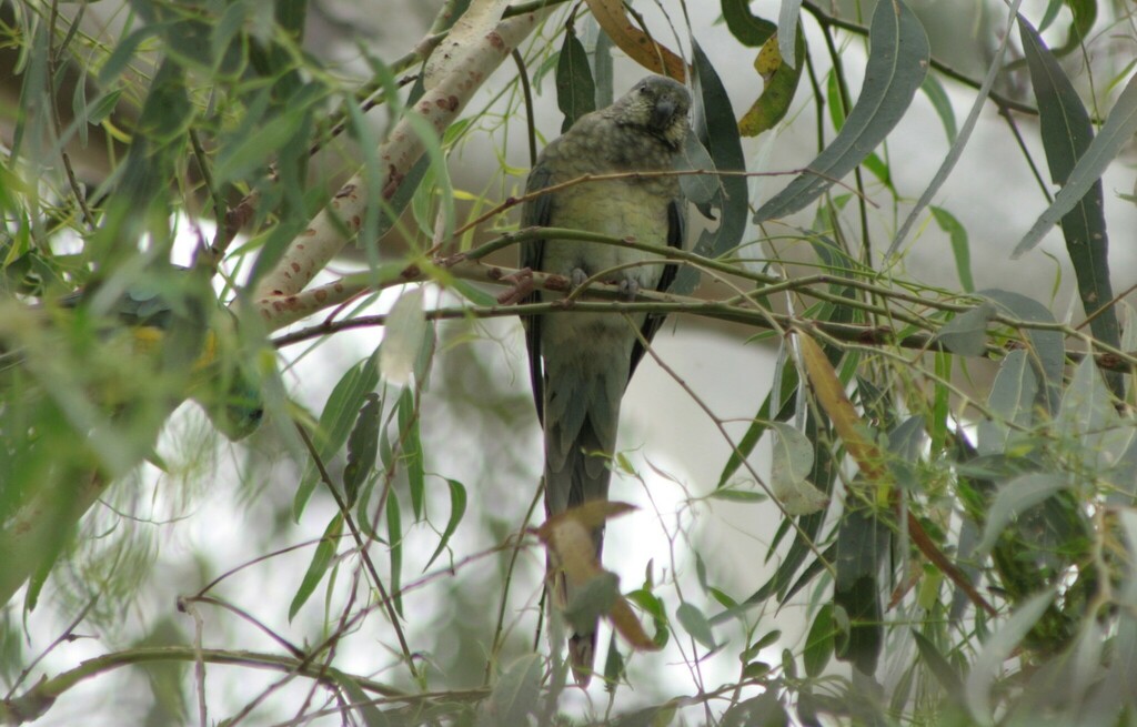 Red-rumped Parrot from Yelarbon QLD 4388, Australia on December 4, 2018 ...