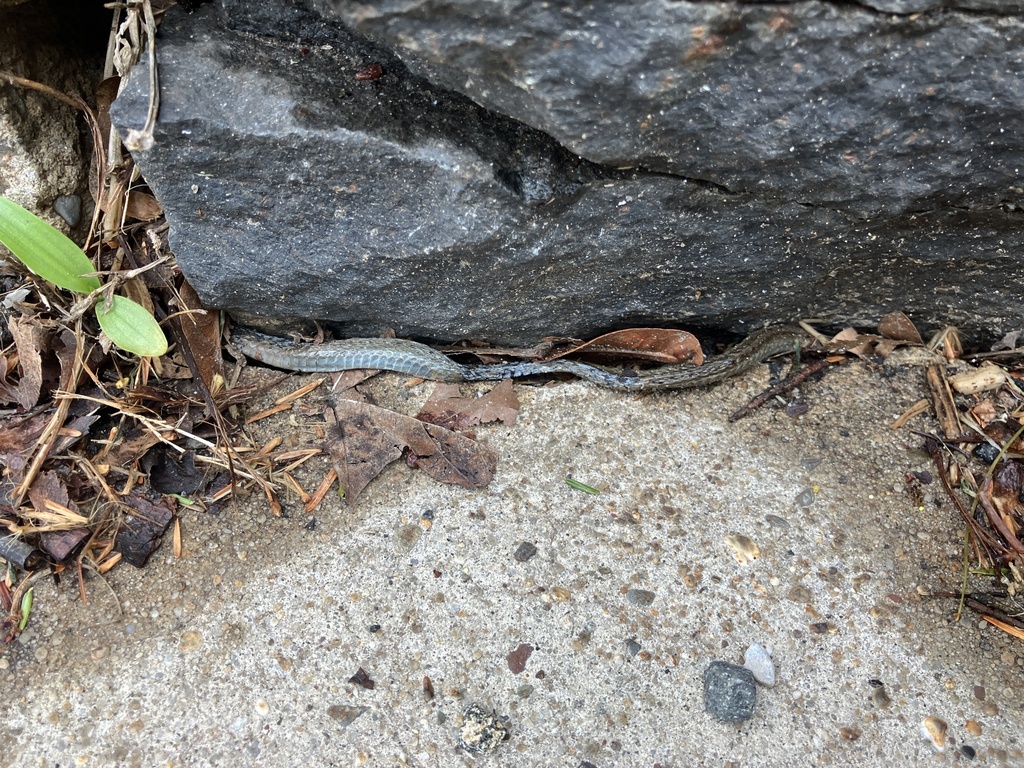 Natricine Snakes from Carpenter Ln, Philadelphia, PA, US on April 13 ...