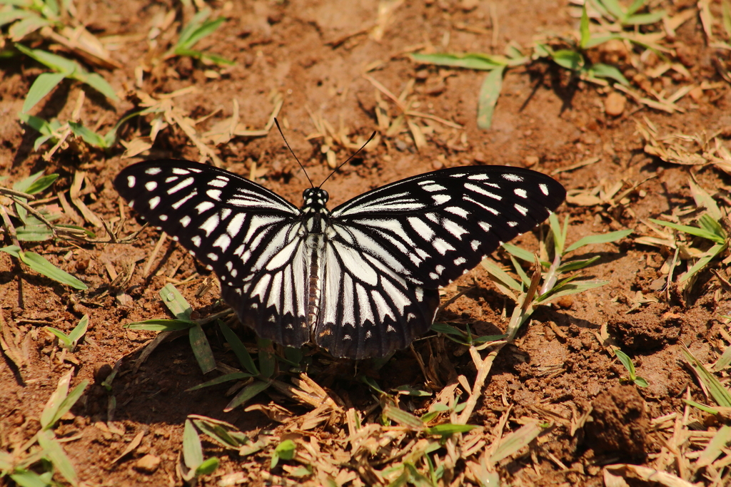 Common Mime Swallowtail from W5M3+2CV Nagarahole Tiger Reserve Forest ...
