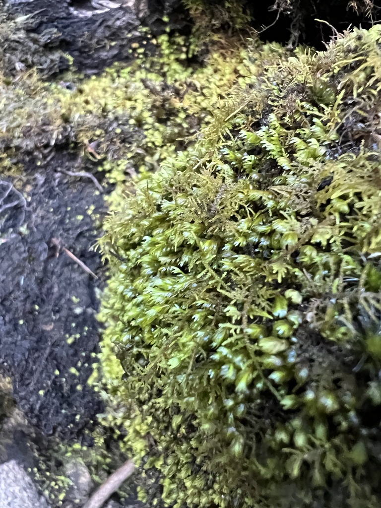 pocket mosses from Cathedral Range State Park, Rubicon, VIC, AU on ...