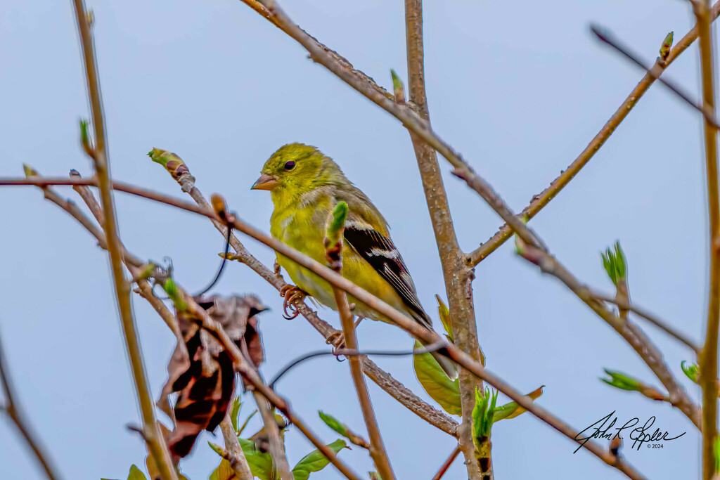 American Goldfinch from Woodbridge, VA 22191, USA on April 13, 2024 at ...