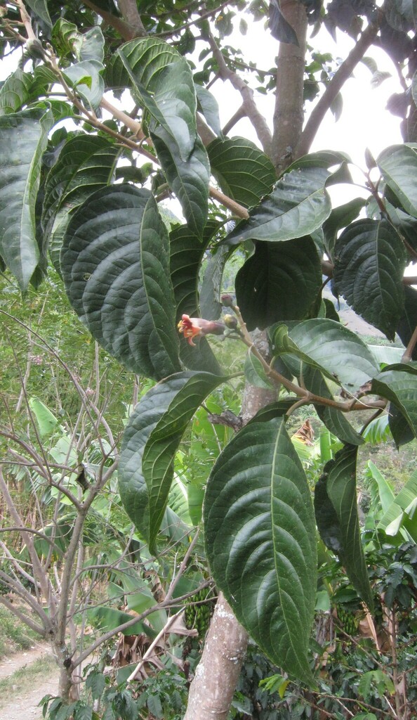 Trichanthera gigantea from Vda. El Guamal, Sonsón, Antioquia, Colombia ...