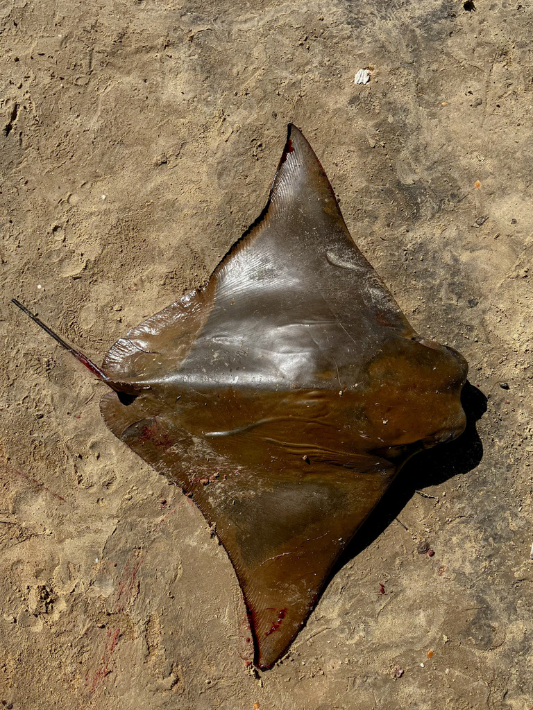 Cownose Ray in April 2024 by Caio Henrique G. Cutrim. seven rows of ...