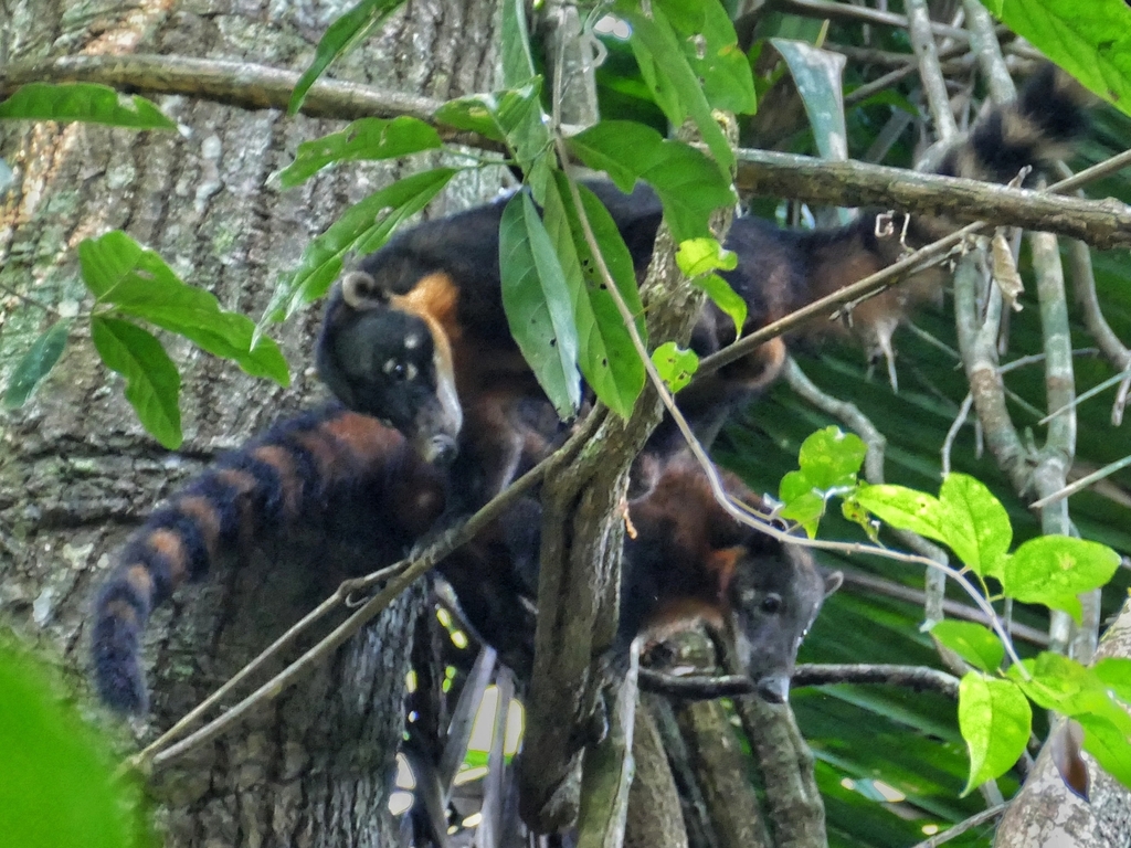 South American Coati from 17000, Peru on September 3, 2019 at 09:29 PM ...
