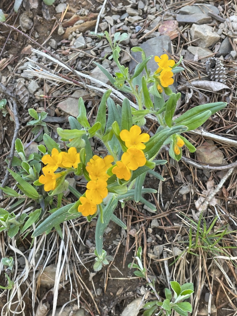 hoary puccoon from Swain Hollow Rd NE, Little Orleans, MD, US on April ...