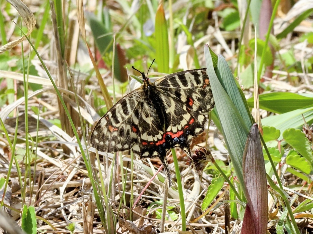 Dragon Swallowtail from 鳥屋, 相模原市, 神奈川県, JP on April 14, 2024 at 12:54 ...