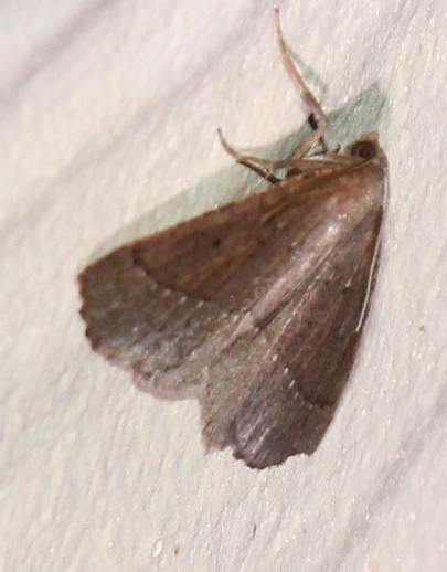 Cape Moths from Smiths Lake NSW 2428, Australia on April 14, 2024 at 10 ...