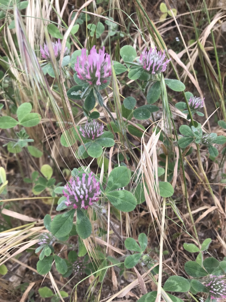 clovers from Los Angeles County, US-CA, US on April 28, 2019 at 09:46 ...