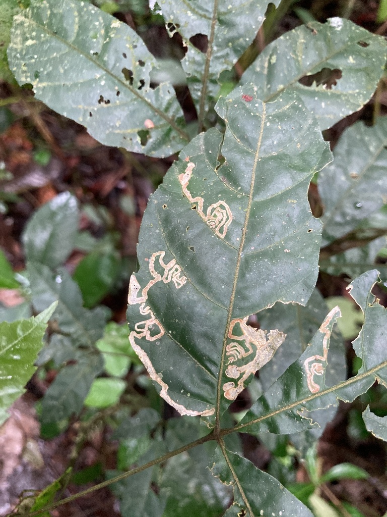 Winged and Once-winged Insects from Kupe Manenguba, Cameroon on April 1 ...