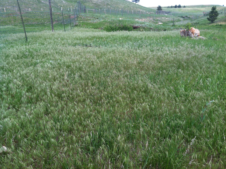 Cheatgrass (Noxious Weeds of Colorado) · iNaturalist