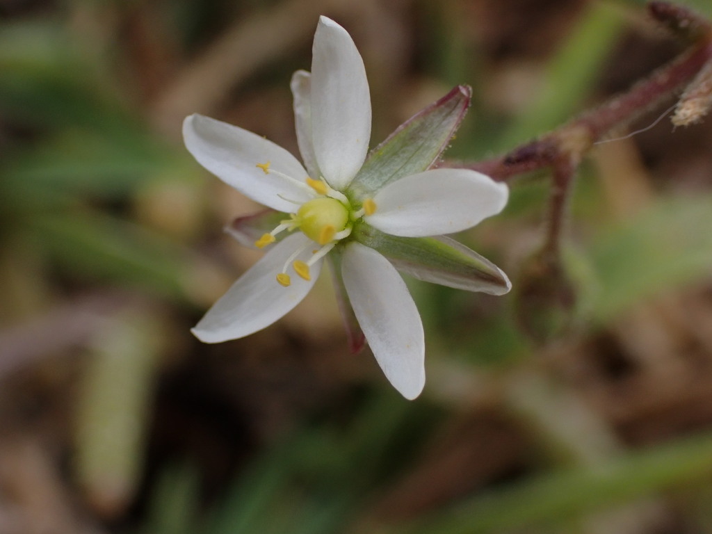 Greater Sea-spurry from Garden Route District Municipality, South ...