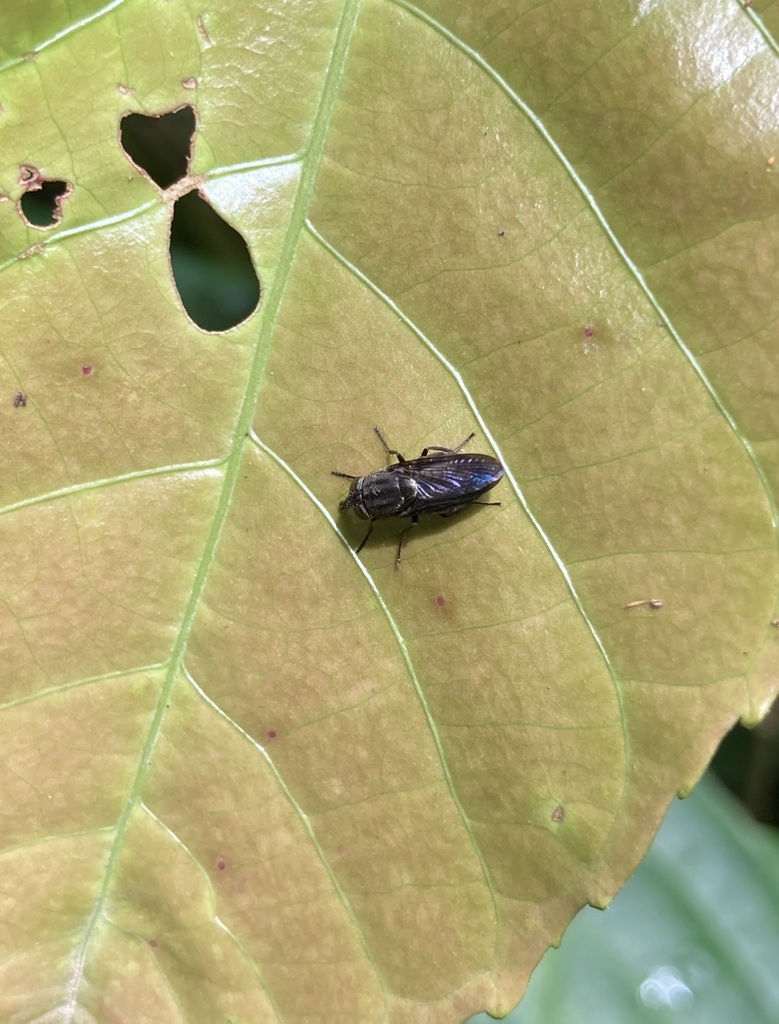 Flies from Kupe Manenguba, Cameroon on April 1, 2024 at 02:34 PM by ...