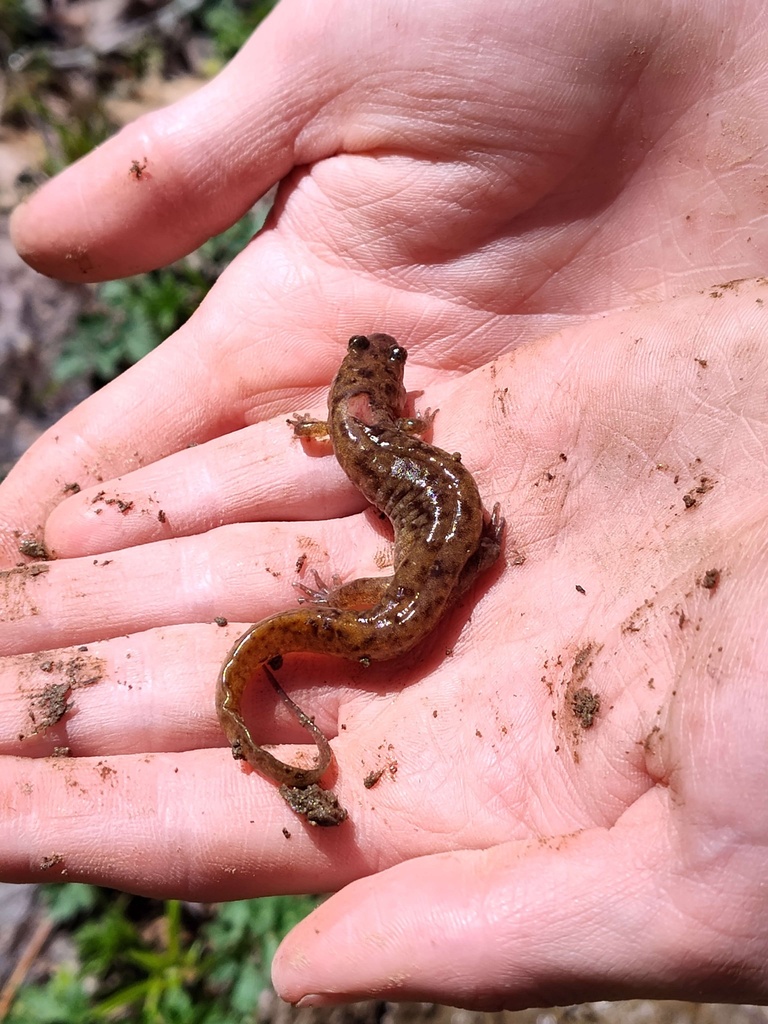 Seal Salamander in April 2024 by Matthew. Biggest salamander we found ...