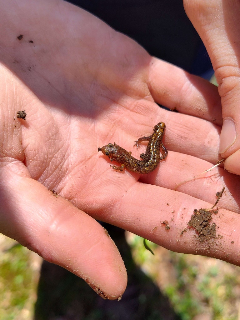 Blue Ridge Dusky Salamander in April 2024 by Matthew · iNaturalist