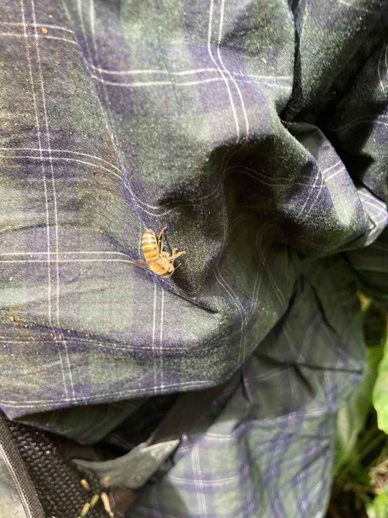 Western Honey Bee from Kupe Manenguba, Cameroon on April 1, 2024 at 02: ...