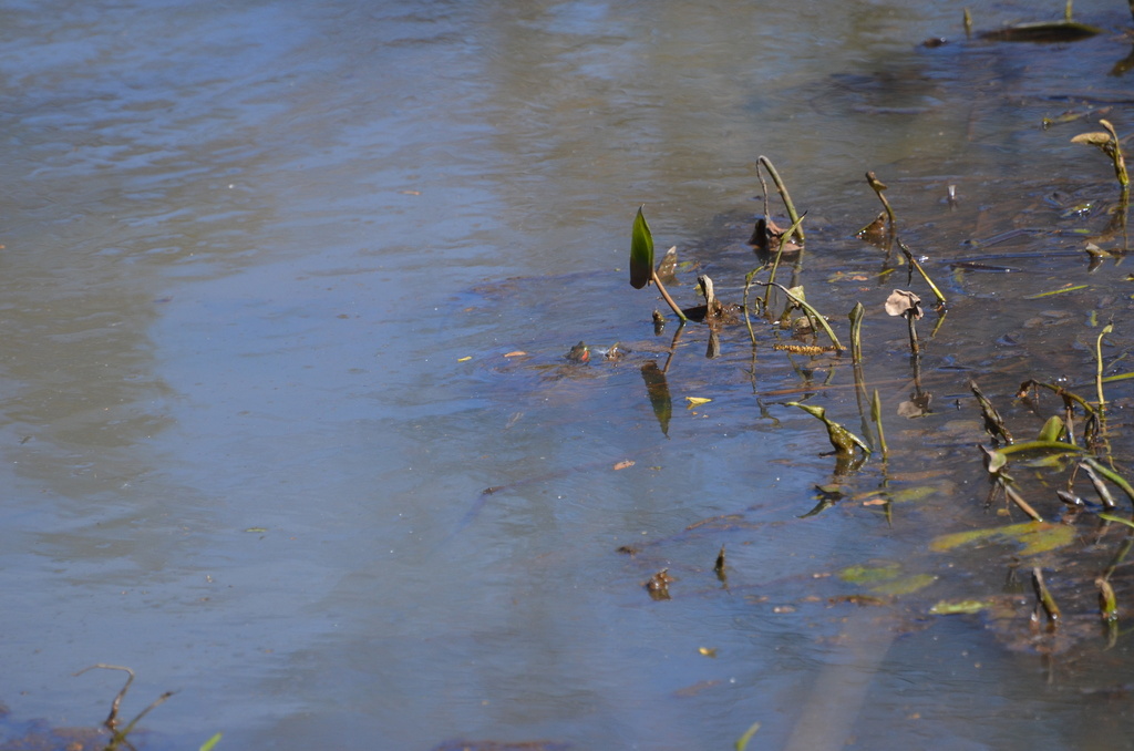 Red-eared Slider from Rock Creek Trail, Chevy Chase, MD, US on April 14 ...