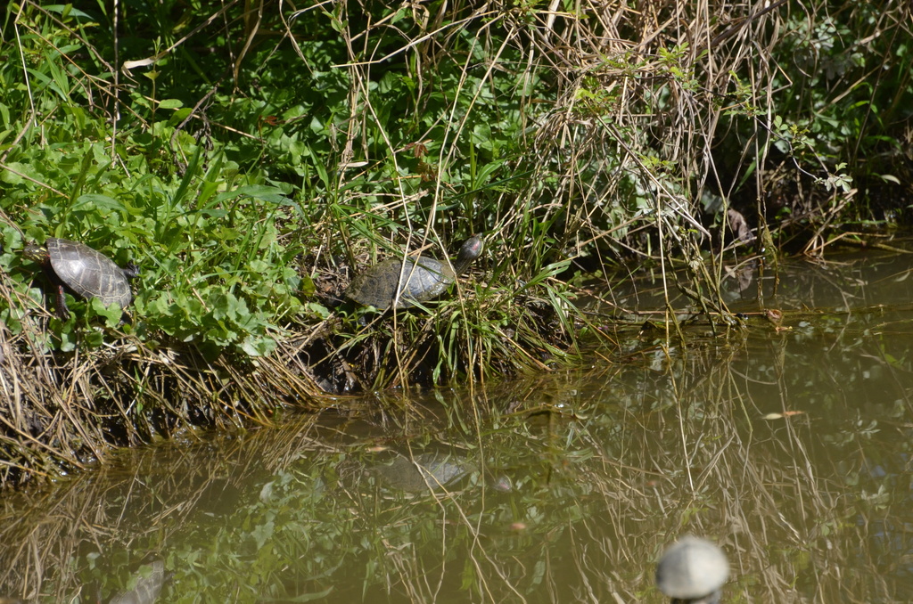 Red-eared Slider from Rock Creek Trail, Chevy Chase, MD, US on April 14 ...