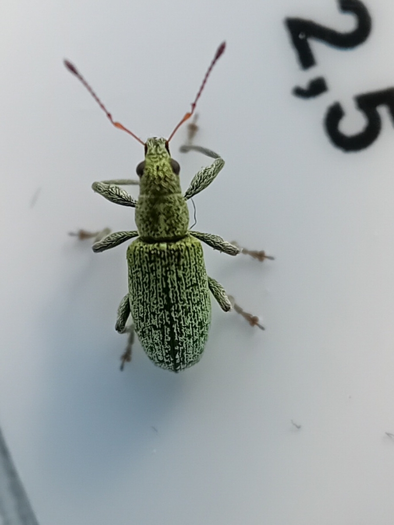 True Weevils from 13530 Trets, France on April 14, 2024 at 10:30 AM by ...