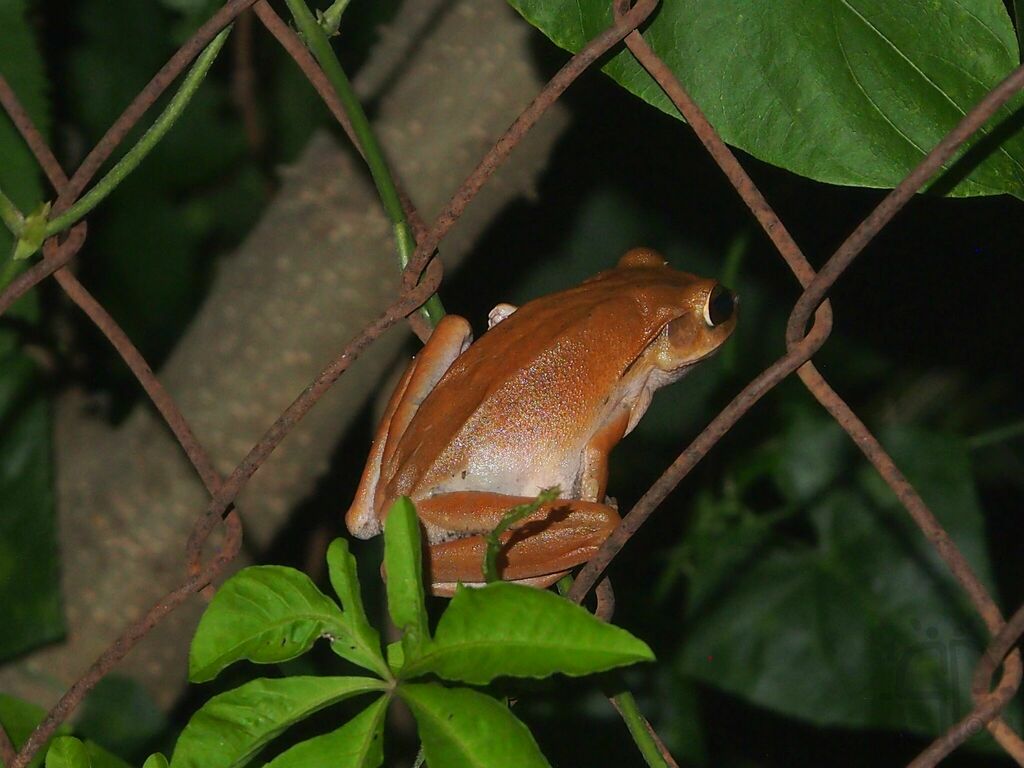 Brown Tree Frog from Lin Fa Tei, Hong Kong on April 14, 2024 at 10:17 ...